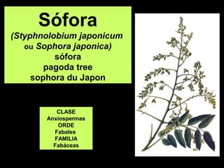 Sófora | PPT