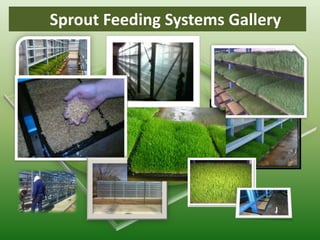 Sprout Feeding Systems a new way of thinking | PPSX