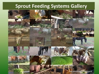 Sprout Feeding Systems a new way of thinking | PPSX