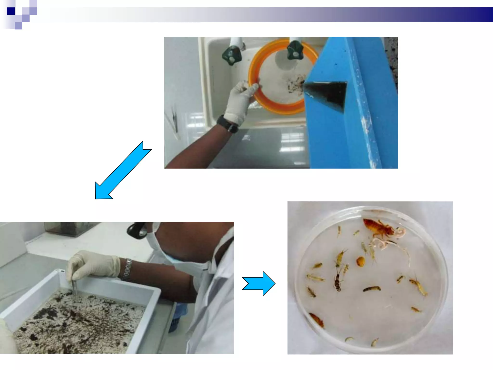 Sg.Kenaboi Makroinvetbrate Bentik.pptx