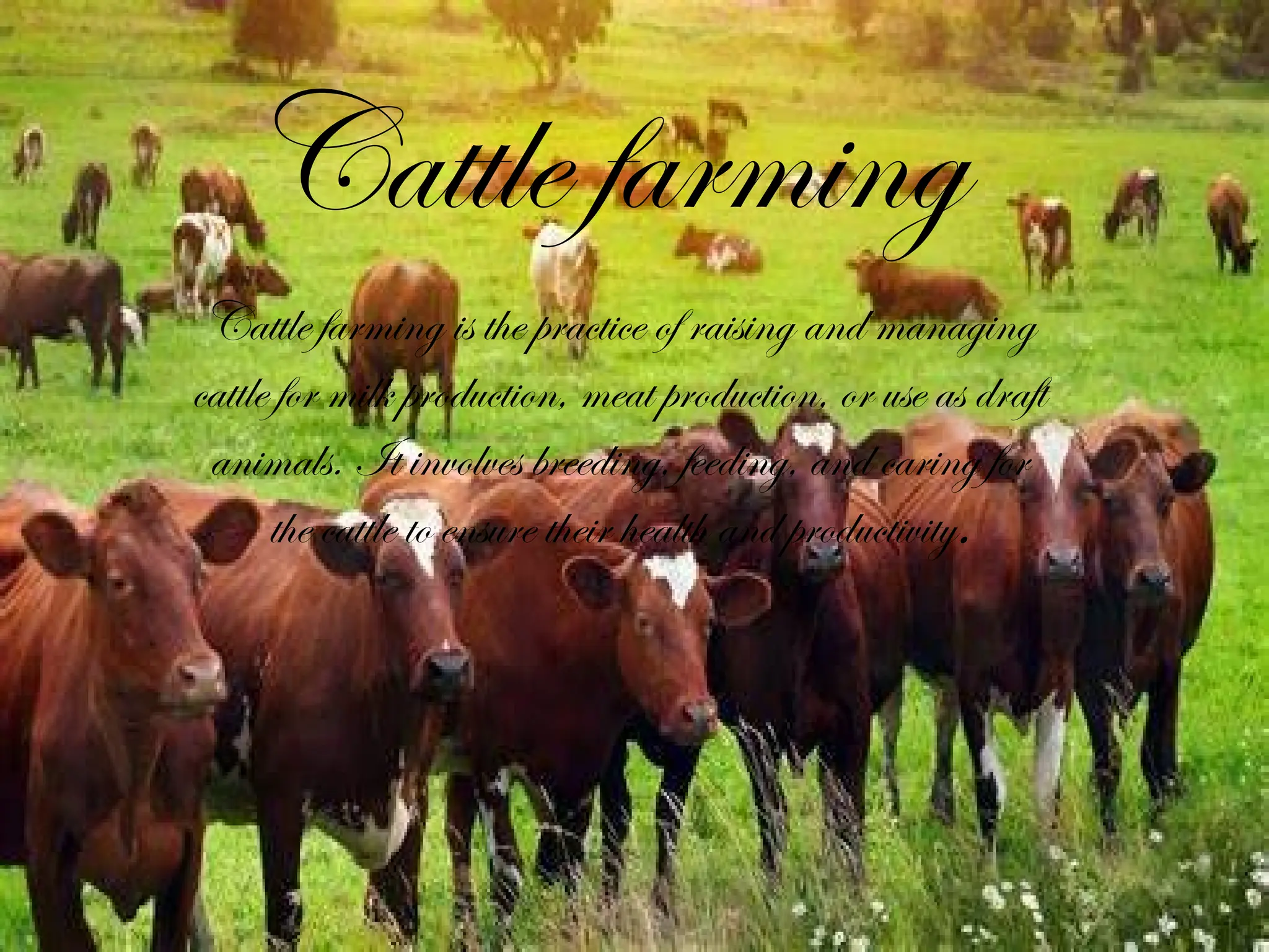 Formative Assessment Presentation on Cattle Farming | PPTX