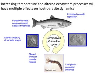 Modeling Disease in Pacific Salmon | PPT