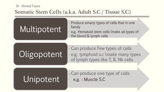 stem cells | PDF