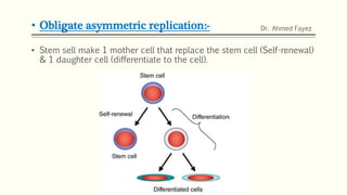 stem cells | PPT
