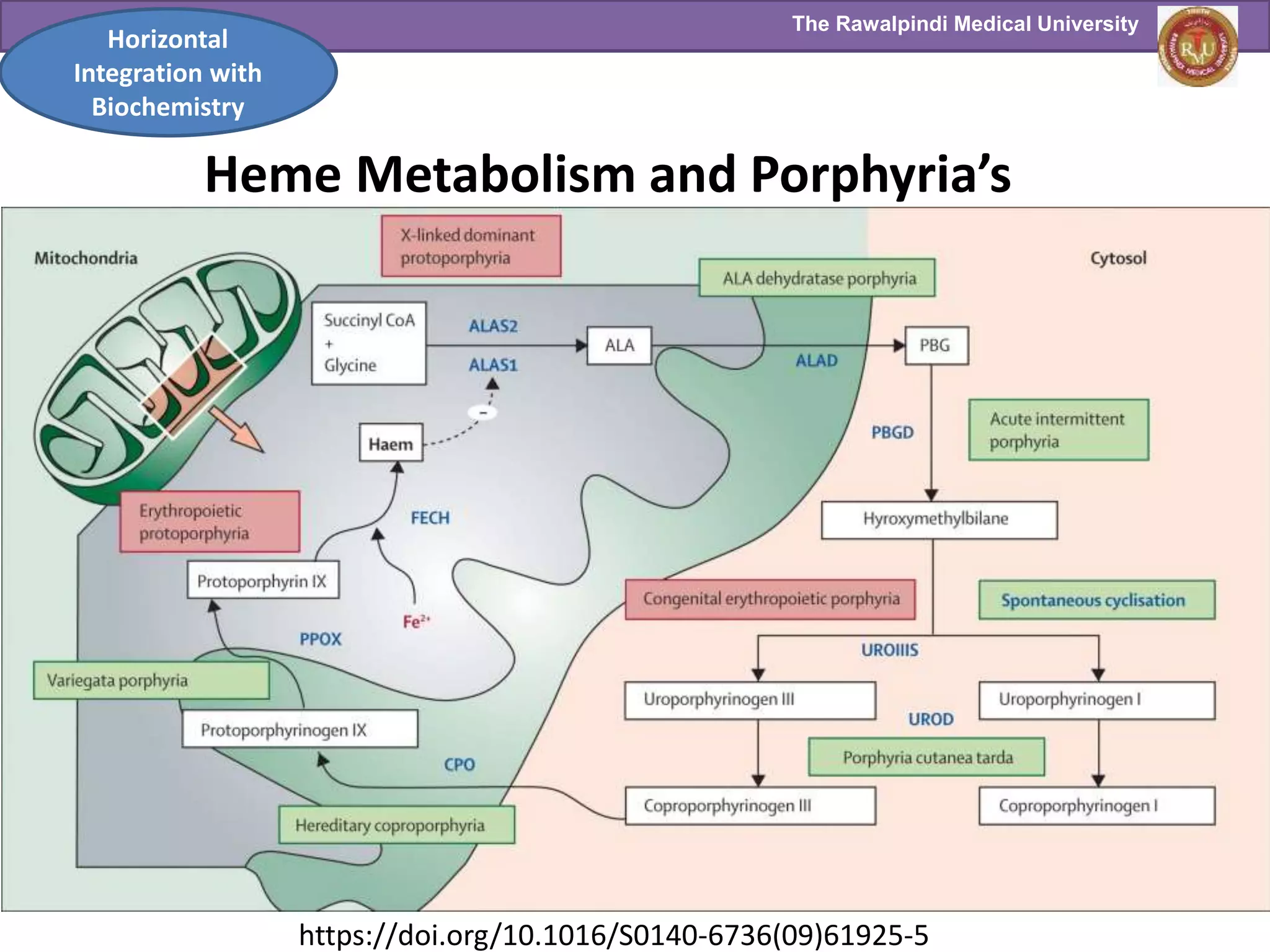 SGD_Hemoglobin adn Hemoglobionopathis_ Iron Metabolism Corrected by ...