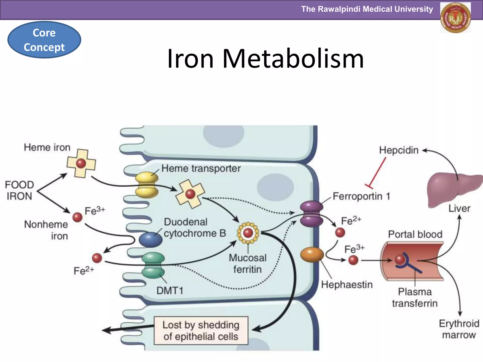 SGD_Hemoglobin adn Hemoglobionopathis_ Iron Metabolism Corrected by ...