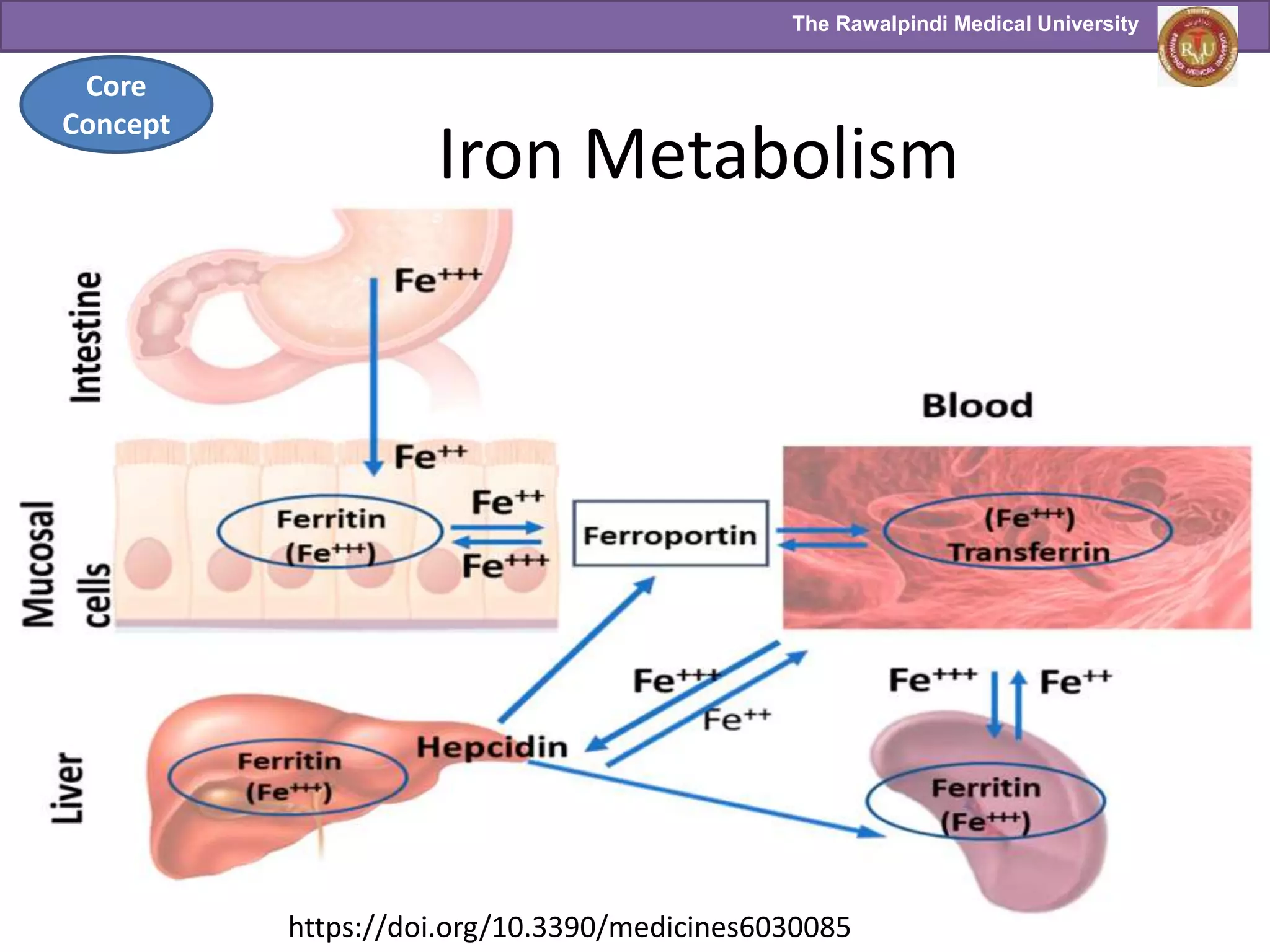 SGD_Hemoglobin adn Hemoglobionopathis_ Iron Metabolism Corrected by ...
