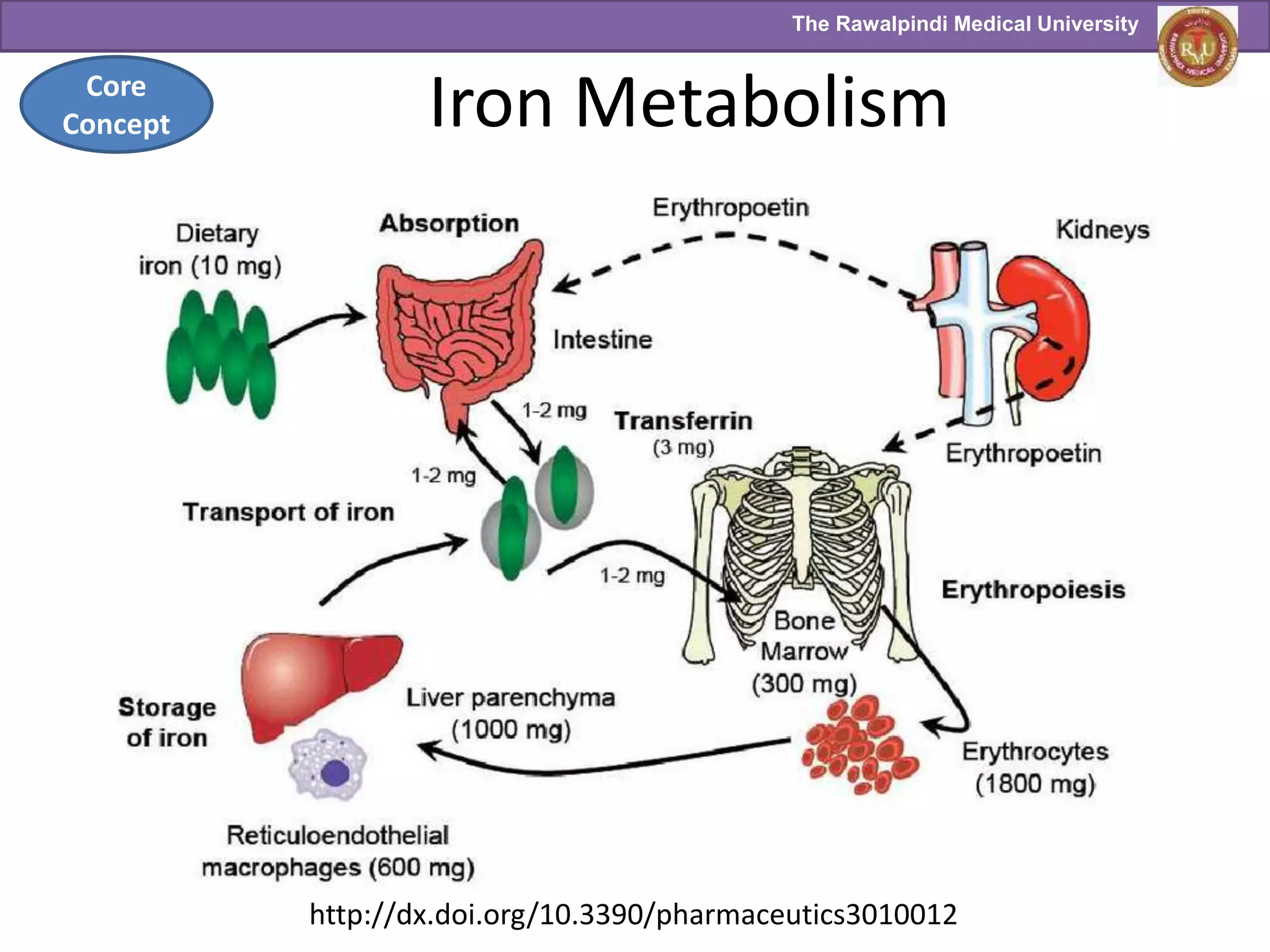 SGD_Hemoglobin adn Hemoglobionopathis_ Iron Metabolism Corrected by ...