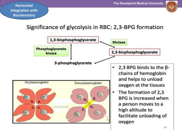 SGD_Hemoglobin adn Hemoglobionopathis_ Iron Metabolism Corrected by ...