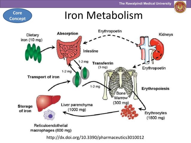 SGD_Hemoglobin adn Hemoglobionopathis_ Iron Metabolism Corrected by ...