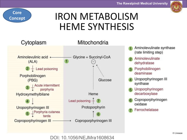 SGD_Hemoglobin adn Hemoglobionopathis_ Iron Metabolism Corrected by ...