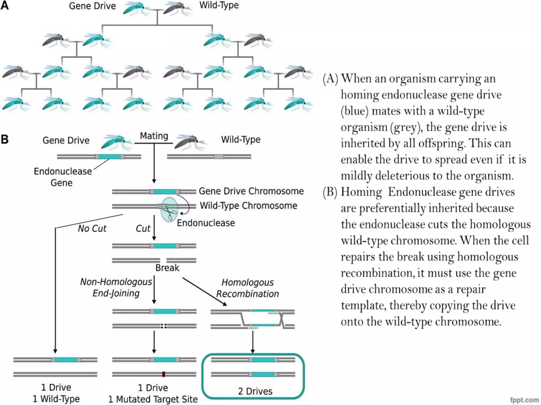Synthetic Gene Drive System | PPT