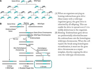 Synthetic Gene Drive System | PPT