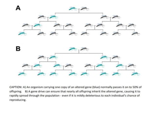 Synthetic Gene Drive System | PPTX