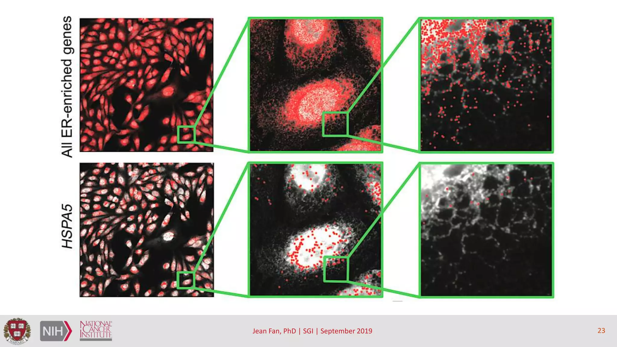 Spatial transcriptome profiling by MERFISH reveals sub-cellular RNA ...
