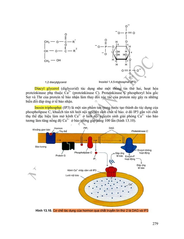 SGK hóa sinh hormon.pdf rất đầy đủ các bạn | PDF