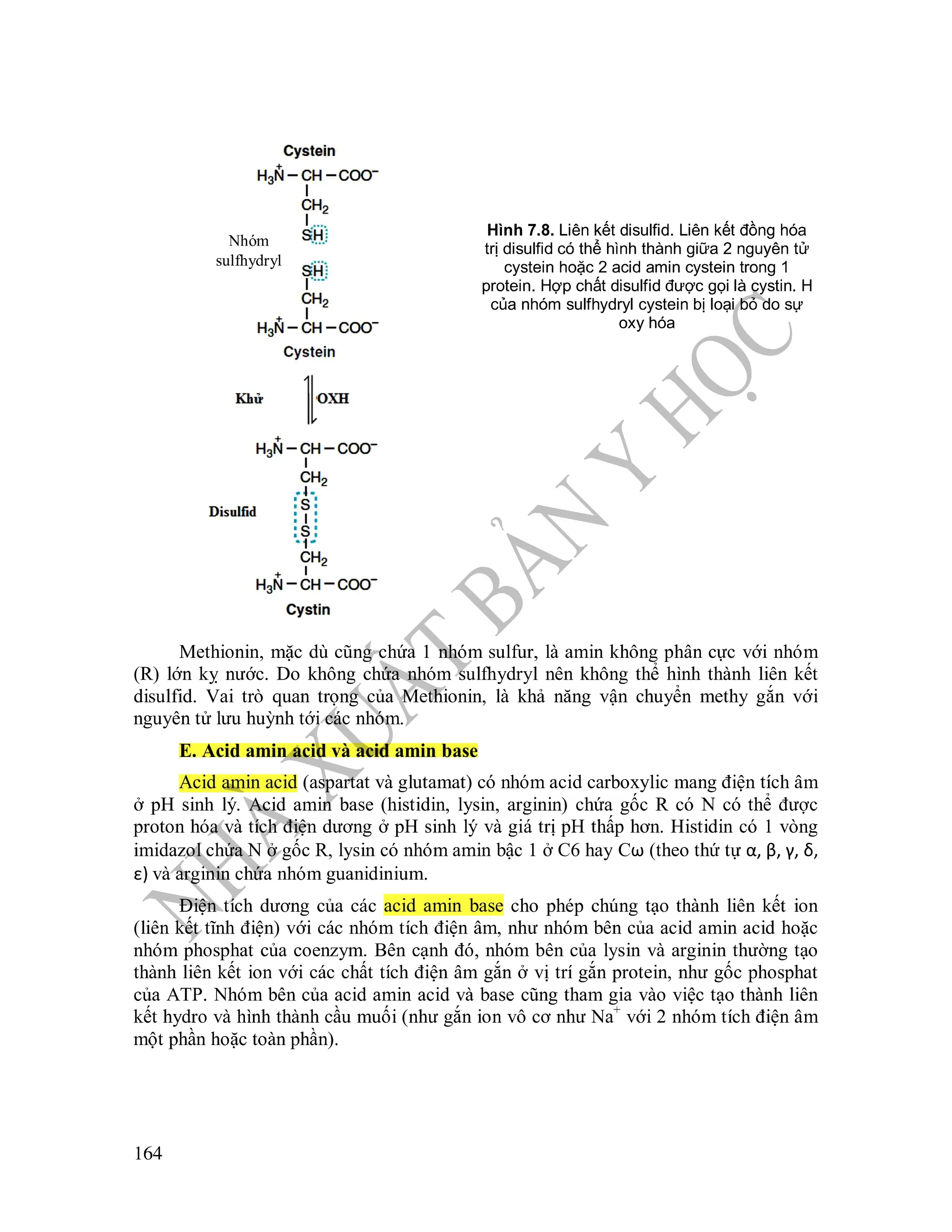 SGK mới hóa học acid amin, protein và hemoglobin.pdf