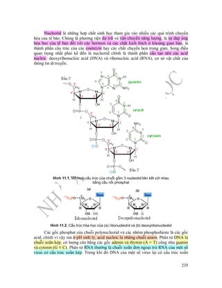 SGK mới hóa học acid nucleic.pdf rất hay nha | PDF | Free Download