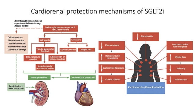 SGLT2 inhibitors in Heart failure: A prized addition to HF treatment ...