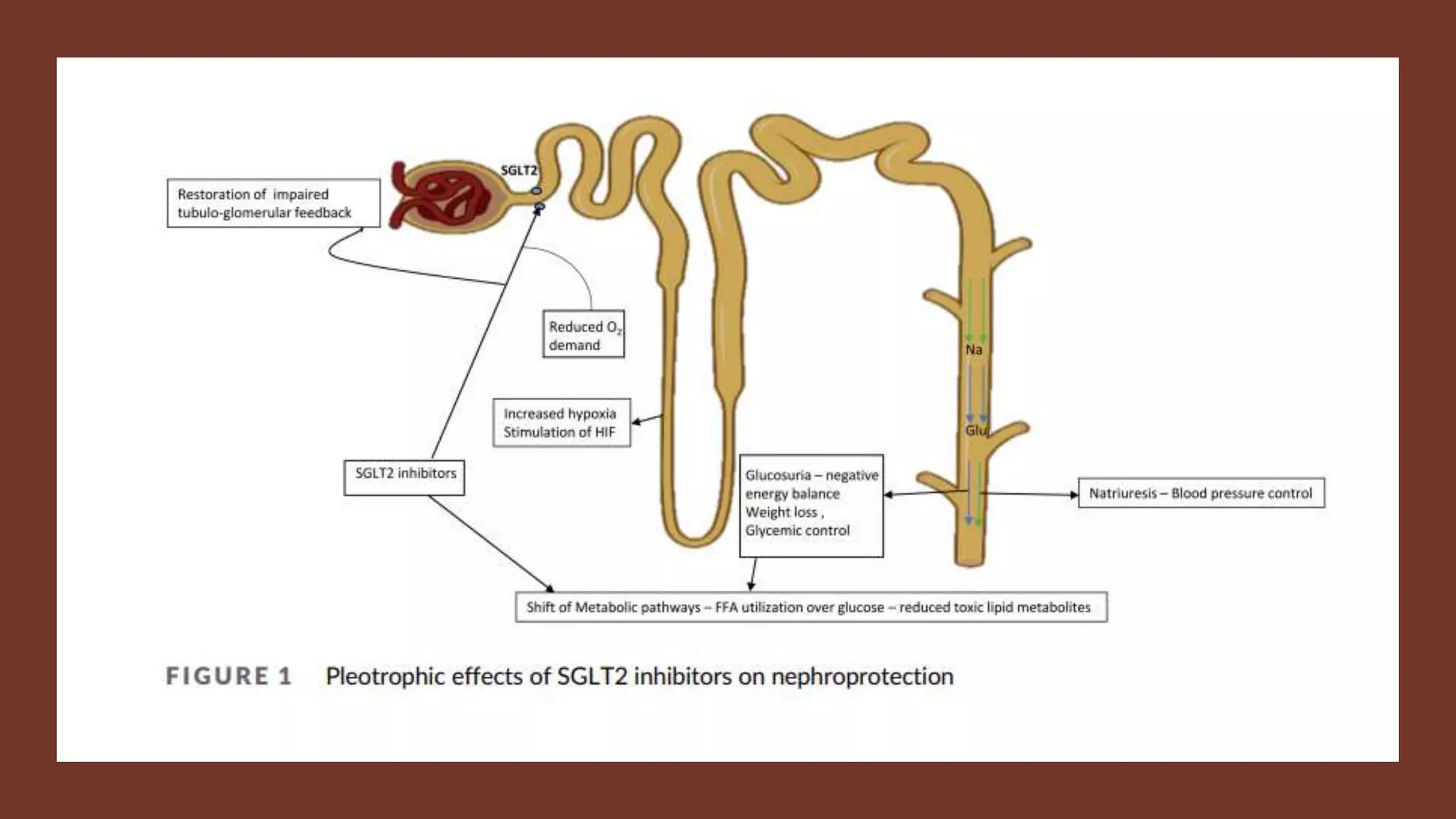 SGLT2 INHIBITORS IN NEPHROLOGY.pptx