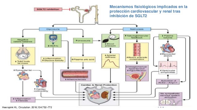 PPT iSGLT2 EN OBESIDAD Y DM2