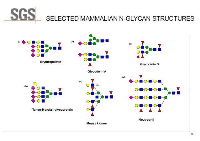 Glycan Structural Analysis Throughout Biotherapeutic Development