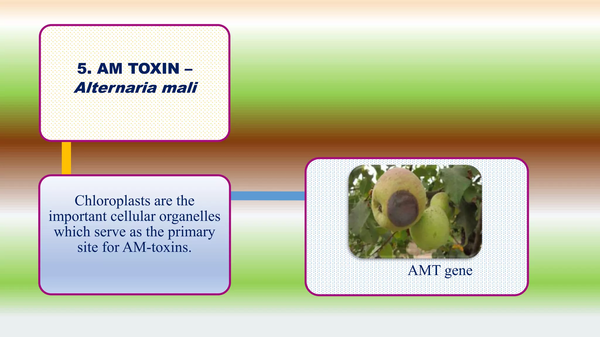 Role of toxins in Plant pathogenesis and the methods of detection of ...