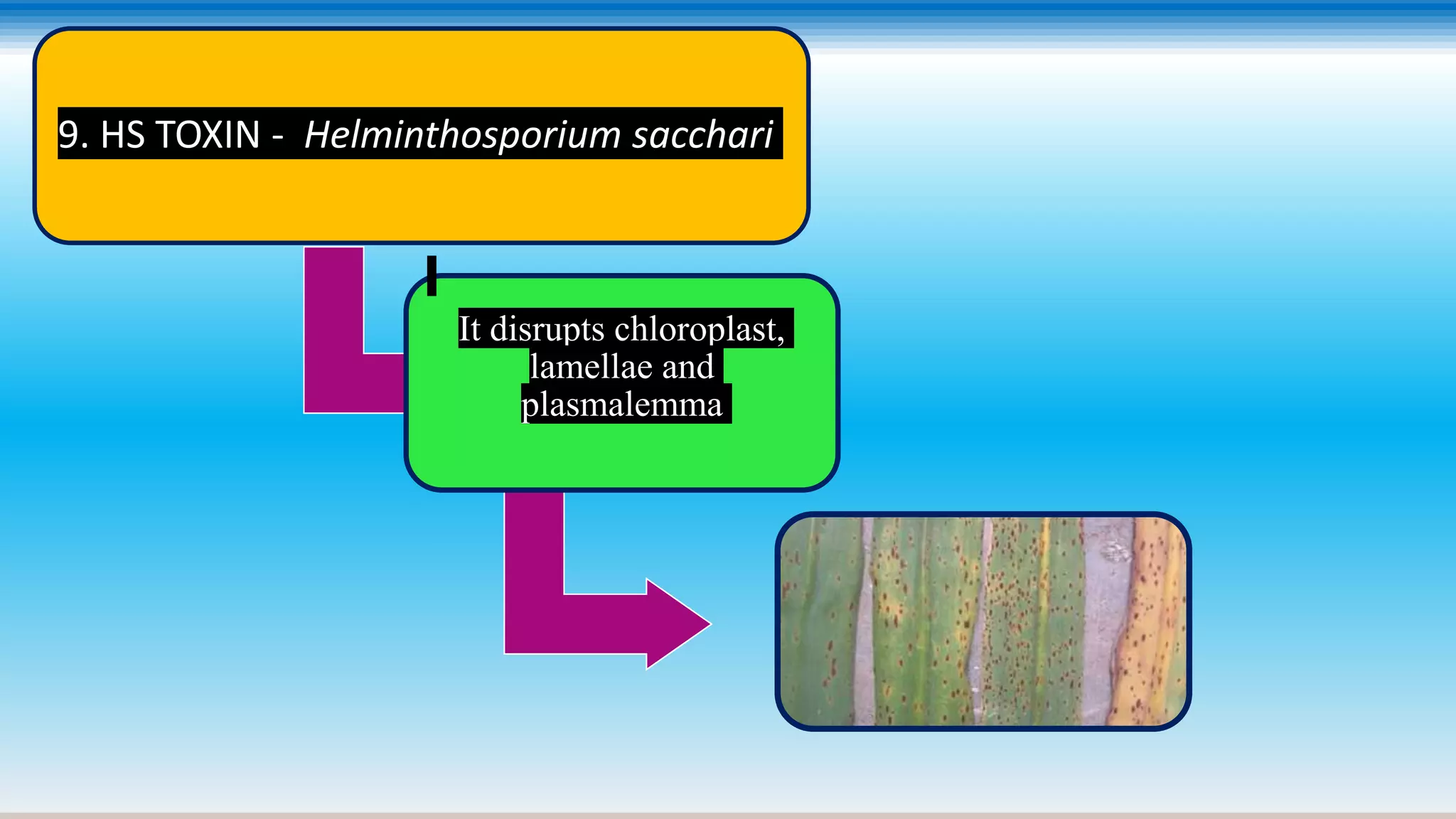 Role of toxins in Plant pathogenesis and the methods of detection of ...