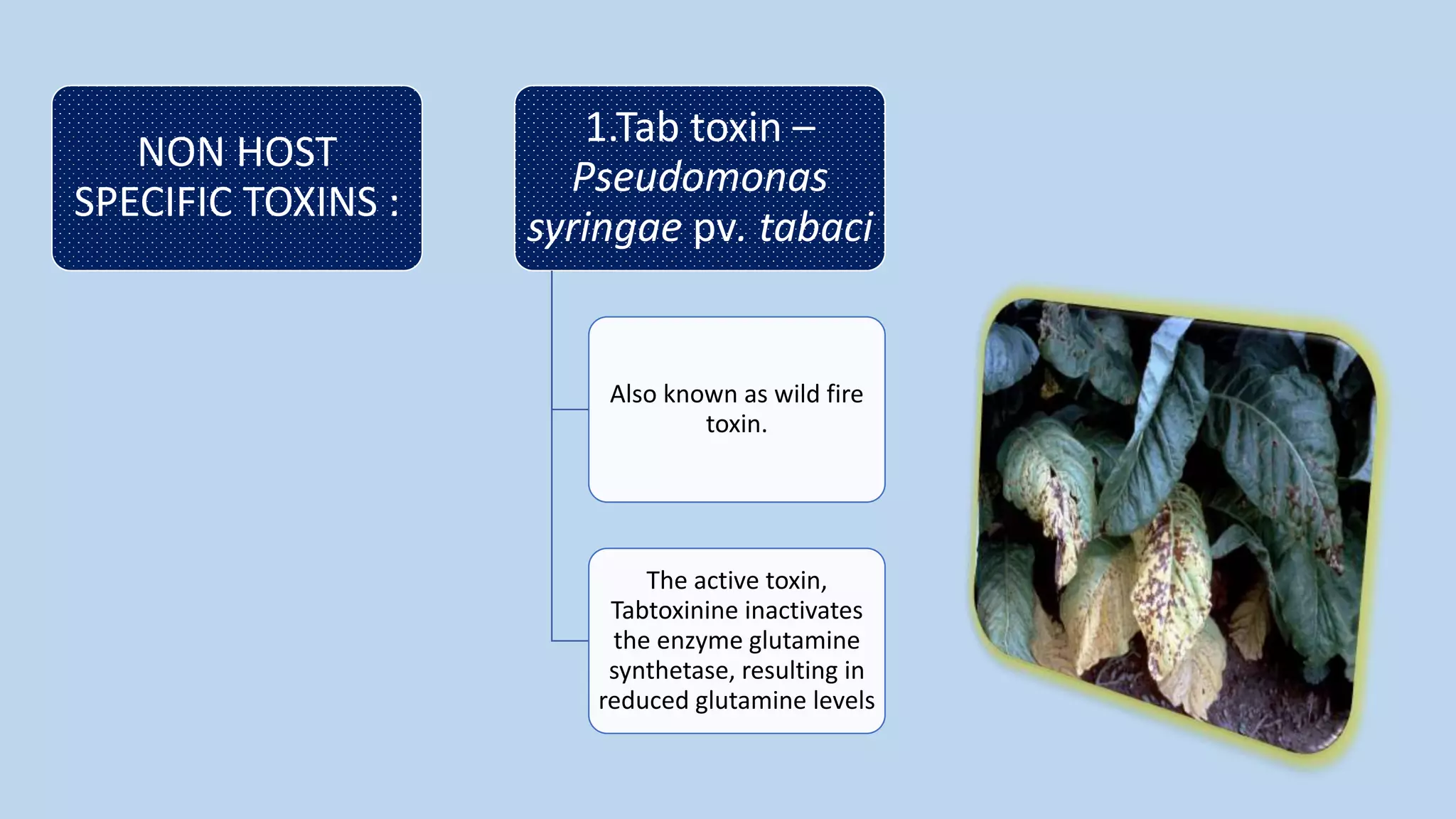 Role of toxins in Plant pathogenesis and the methods of detection of ...