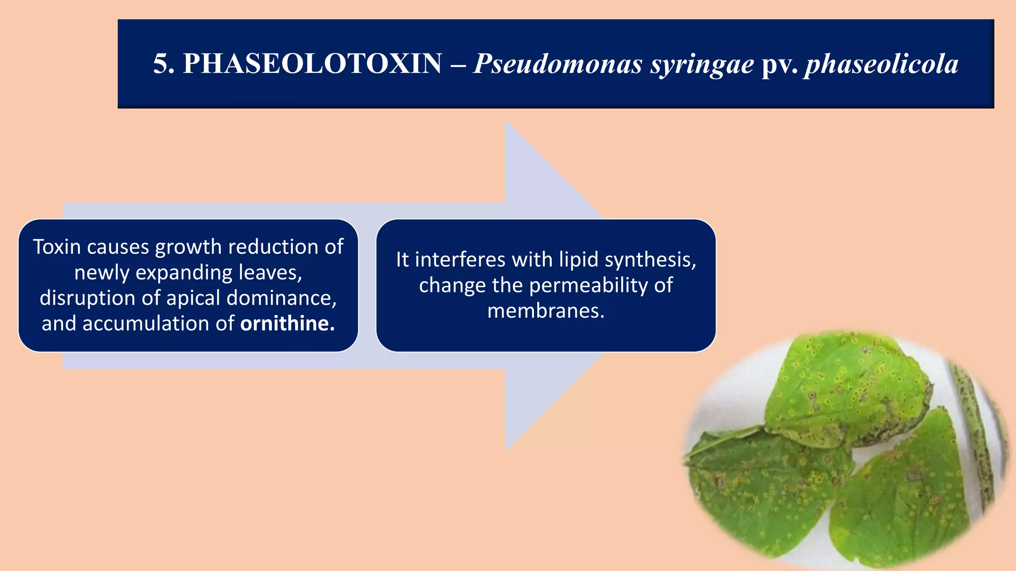 Role of toxins in Plant pathogenesis and the methods of detection of ...