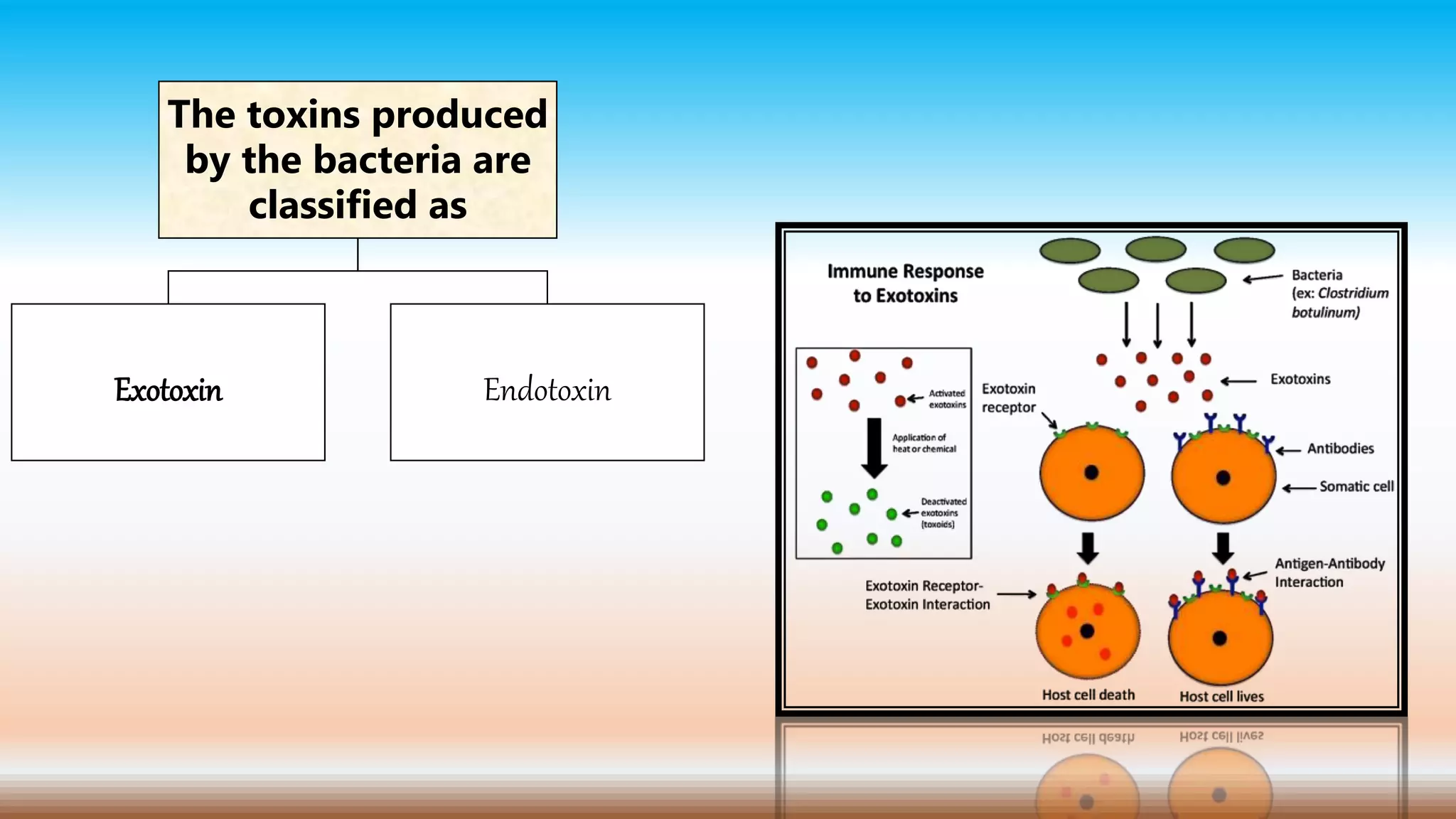 Role of toxins in Plant pathogenesis and the methods of detection of ...