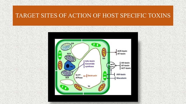 Role of toxins in Plant pathogenesis and the methods of detection of ...