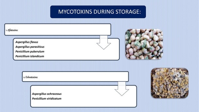 Role of toxins in Plant pathogenesis and the methods of detection of Mycotoxins | PPTX ...