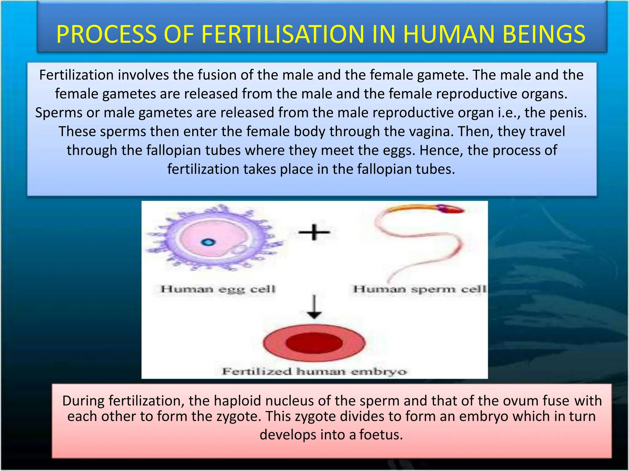 SH02EB~1.PPT powerpoint in Earth and LIfe science | PPT