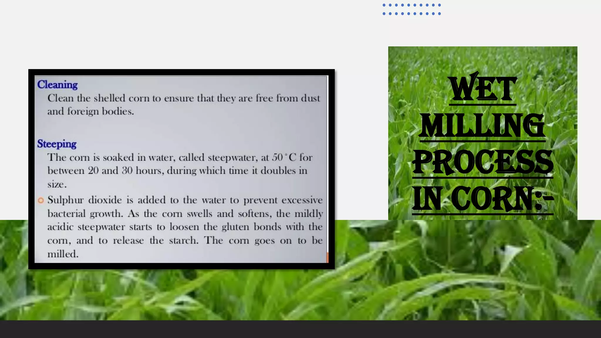 ABITHA FRANCIS drymilling and wet milling of corn | PDF