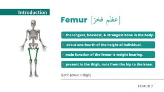 The Longest bone: FEMUR PPT. by SHABAB ANWAR | PDF