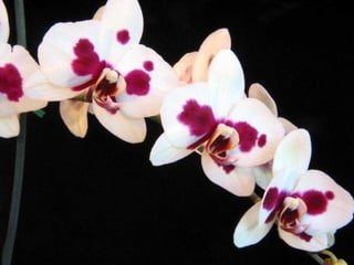 Shabbat Flowers | PPT