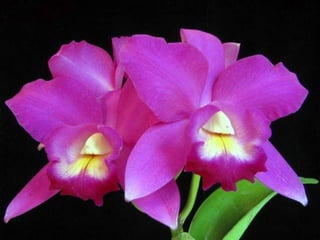 Shabbat Flowers | PPT