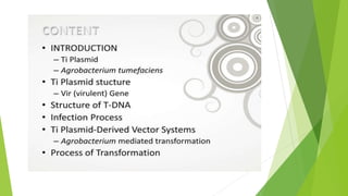 Ti plasmic gene manipulation by bacterial artificial chromosome | PPT