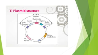 Ti plasmic gene manipulation by bacterial artificial chromosome | PPT