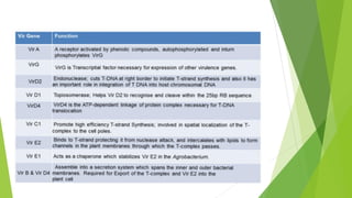 Ti plasmic gene manipulation by bacterial artificial chromosome | PPT