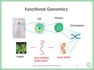 Dr Nicholas Shackel - Bioinformatics and Personalised Medicine | PPT ...