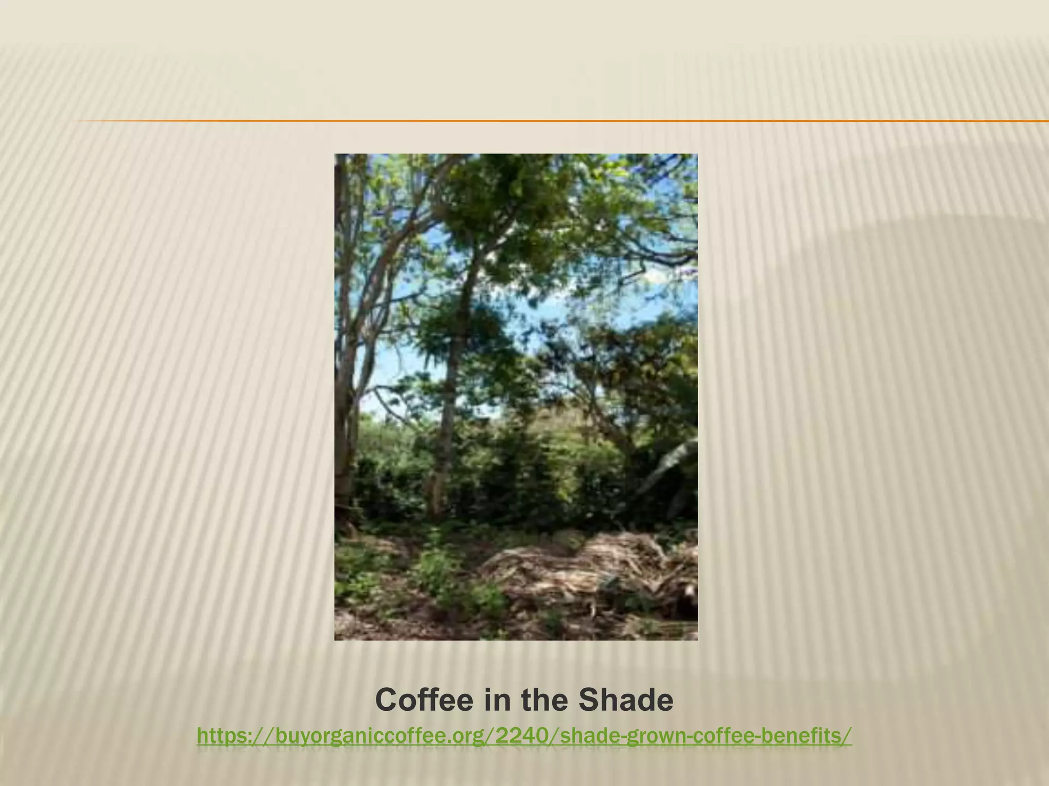 Shade Grown Coffee Benefits | PPT