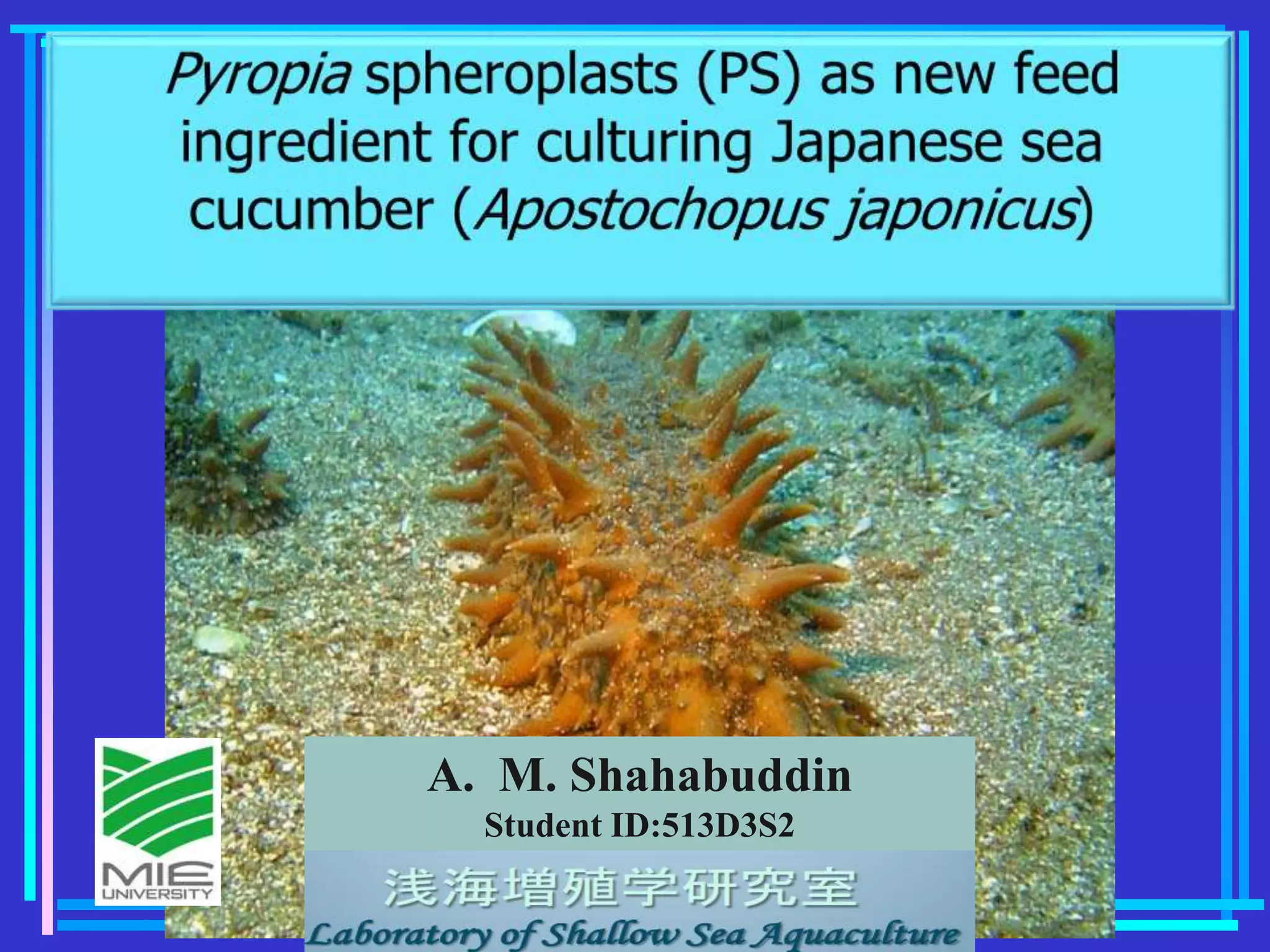 Shahabuddin a m pyropia spheroplasts (ps) | PPT