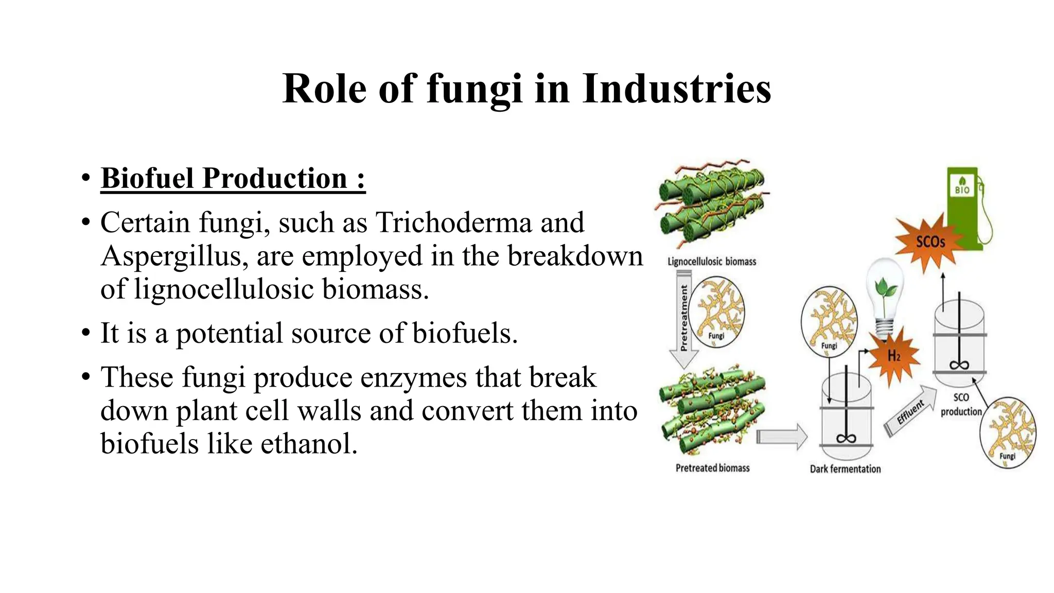 Shah Alam 23MSB10005 Role of fungi in Industries.pptx
