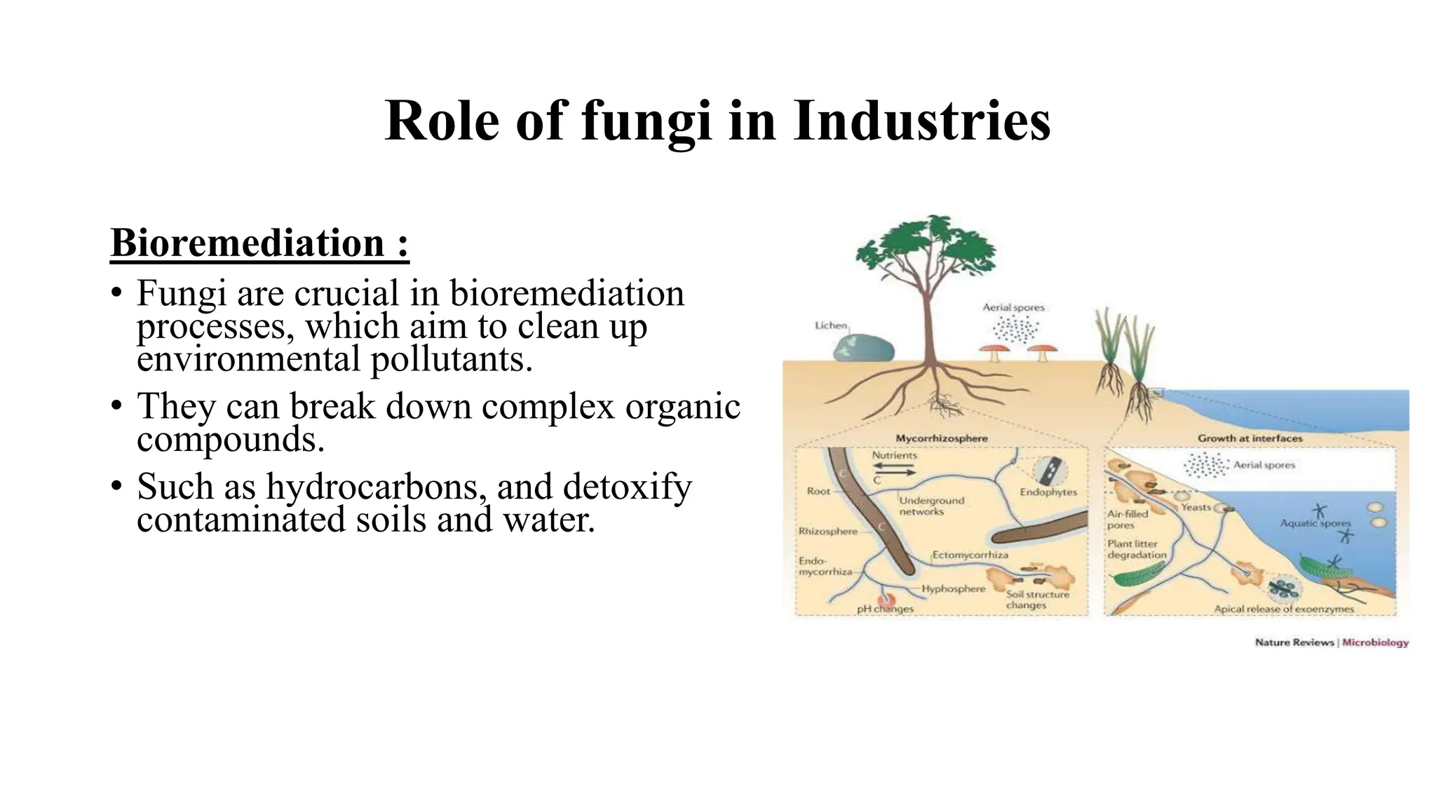 Shah Alam 23MSB10005 Role of fungi in Industries.pptx