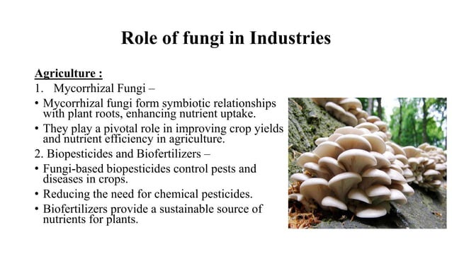 Shah Alam 23MSB10005 Role of fungi in Industries.pptx