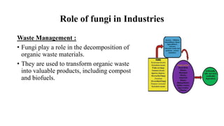 Shah Alam 23MSB10005 Role of fungi in Industries.pptx