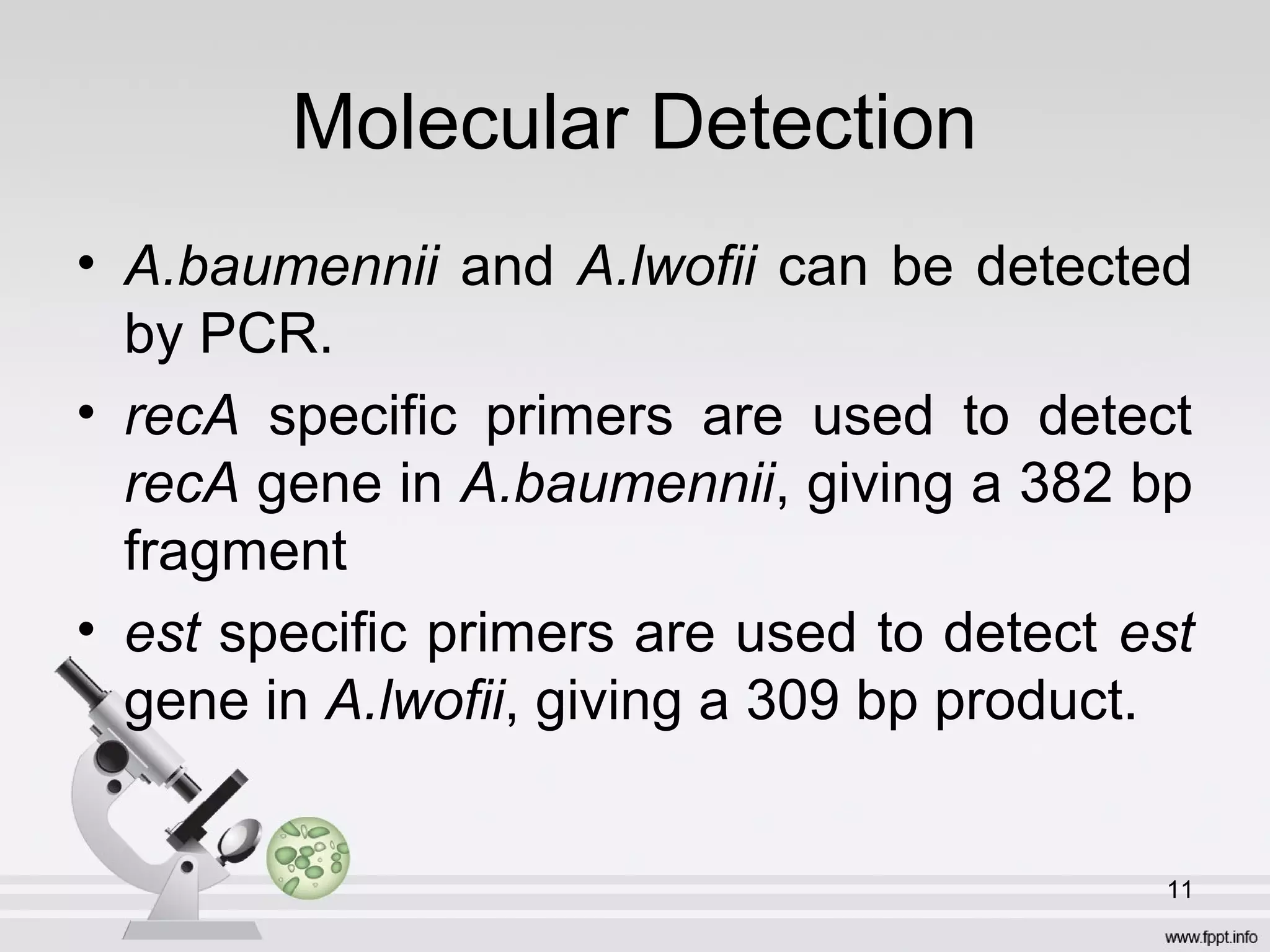Acinetobacter | PPT | Infectious Diseases | Diseases and Conditions