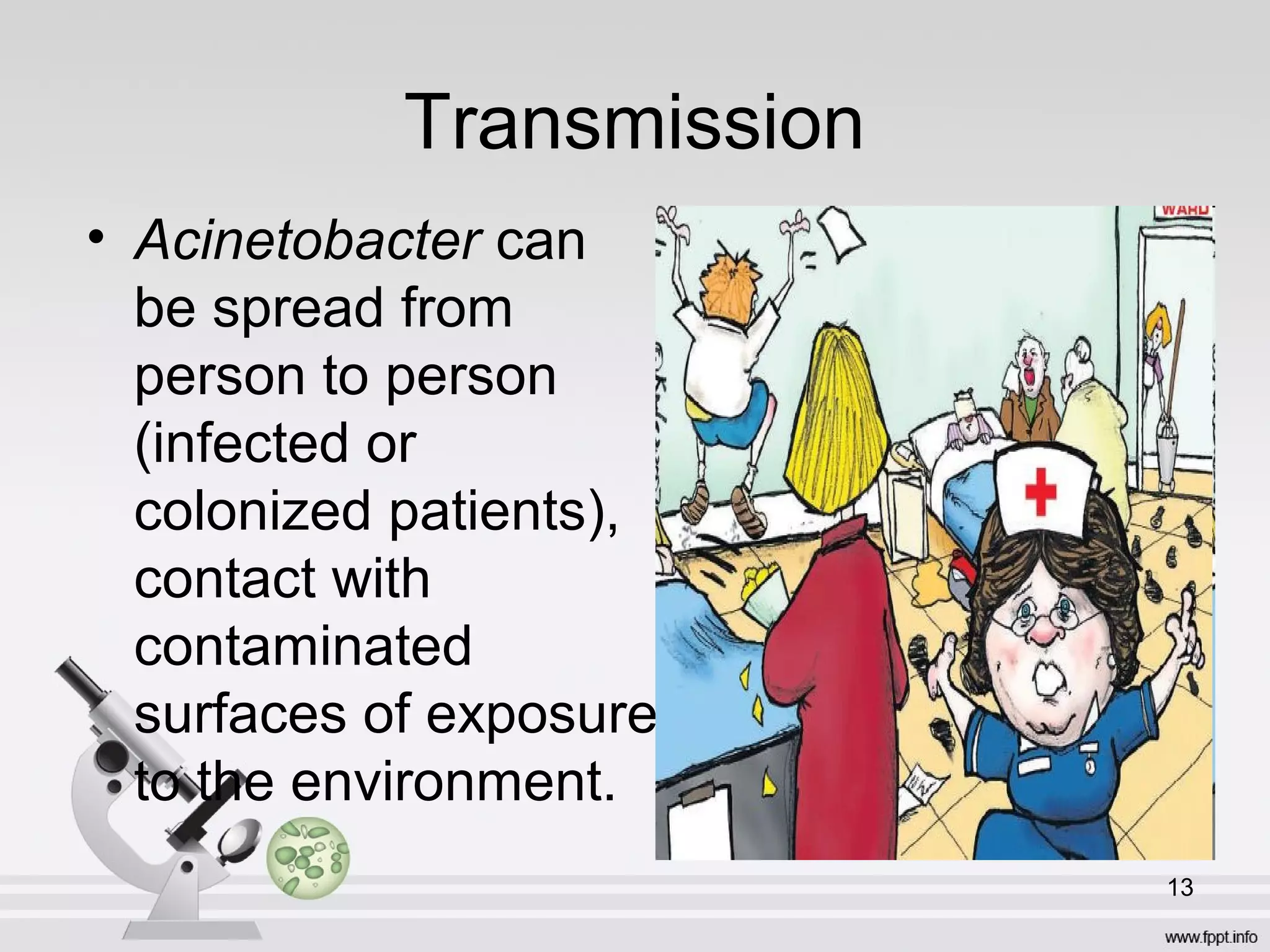 Acinetobacter | PPT